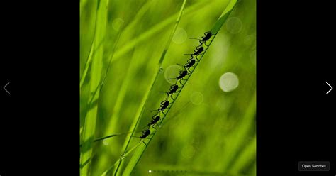 Swiper Lazy Load Images Codesandbox