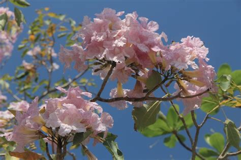 The Pink Poui Tree Insidejourneys