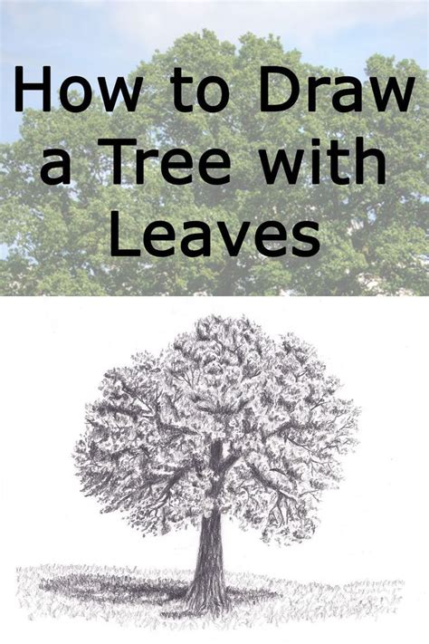 Learn To Draw A Tree With Leaves
