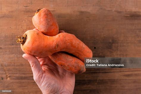 복사 공간이있는 갈색 오래된 나무 배경에 인간의 손에 있는 두 개의 더러운 못생긴 당근 특이한 이상한 모양의 야채 수평 식료품