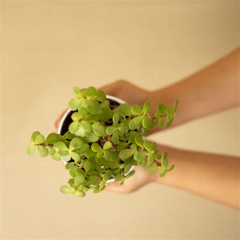 Estas Son Las 4 Plantas Que Atraen La Buena Suerte Y Abundancia En Tu