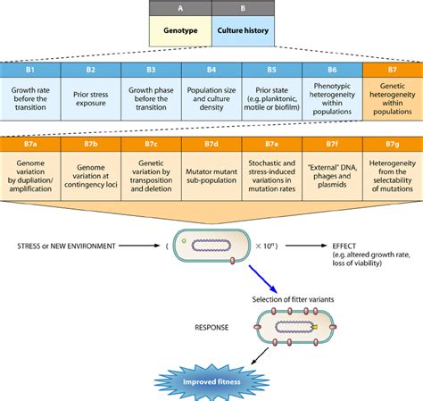 Aspects Of Genetic Population Heterogeneity Relevant To Adaptation