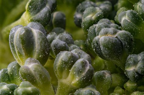 Broccoli Florets Rmacroporn