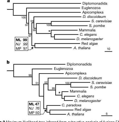 Figure 2 From The Origin Of Red Algae And The Evolution Of Chloroplasts Semantic Scholar