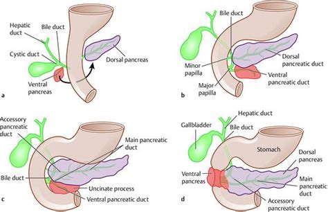Pancreas Radiology Key