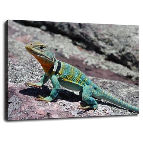 Eastern Collared Lizard Care Sheet At Walter Lawrence Blog