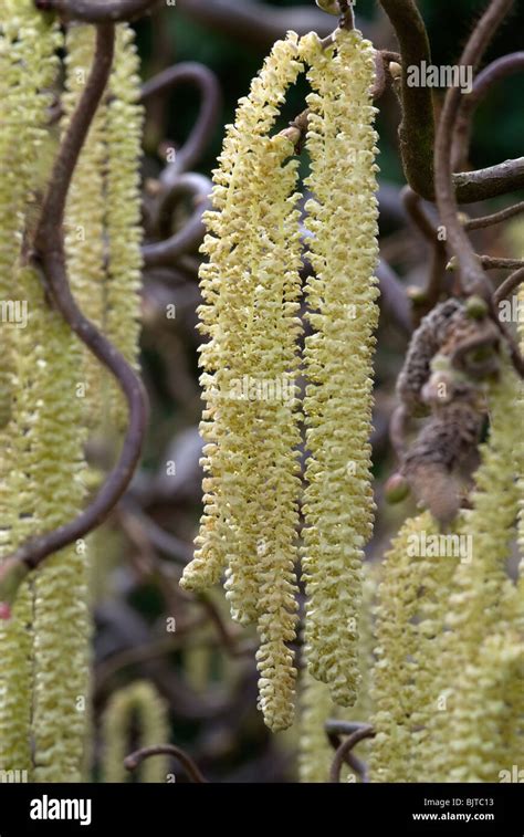 Catkins In Spring Stock Photo Alamy