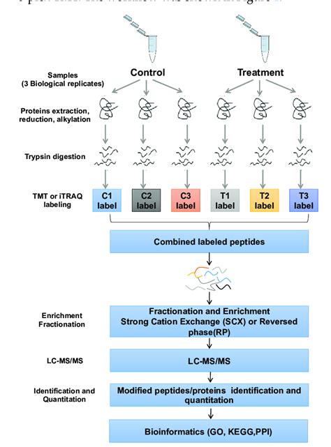 Schematic Illustration Of The Tmt Based Quantitative Phosphoproteomic Download Scientific