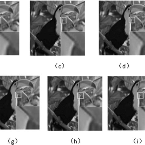 Different Resolution Reconstruction Algorithms Of Bird For Image Download Scientific Diagram