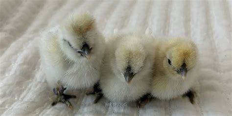 Silkies
