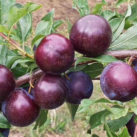 Pluot Purple Candy