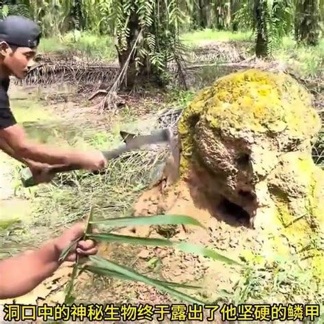 男子在野外發現了一口奇怪的洞穴 真實戶外 荒野達人 內容啟發搜索 Youtube