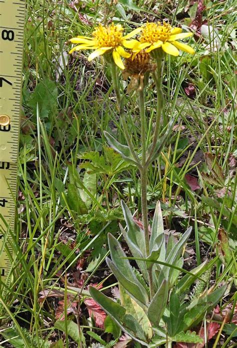 Southwest Colorado Wildflowers Arnica Chamissonis