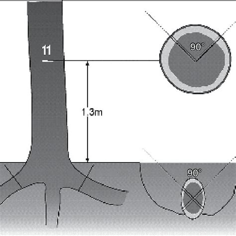 Relationship Between Root Diameter Dr And Stem Diameter Ds In Download Scientific Diagram