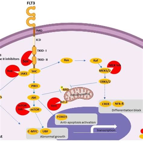 Schematic Representation Of The Possible Inhibitory Points In The Flt3 Download Scientific