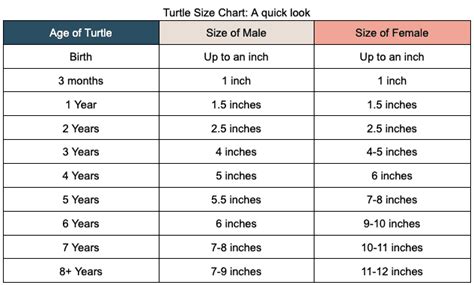 Getting To Know The Red Ear Slider Turtle Essential Care Tips
