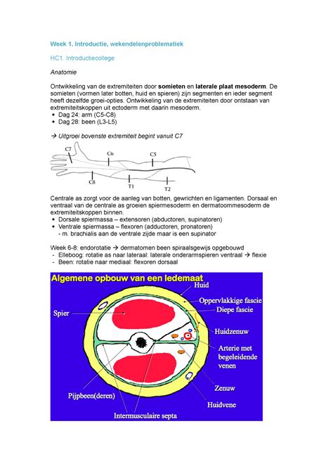 Samenvatting Compleet Week 1 Introductie Wekendelenproblematiek