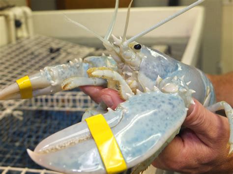 Albino Lobster
