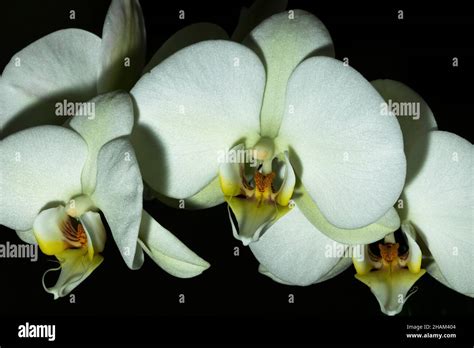The Moth Orchid Comes In Many Colours Modern Horticultural Methods