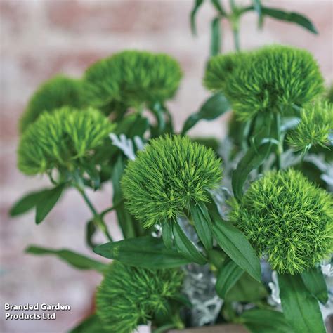 Green Trick Seeds
