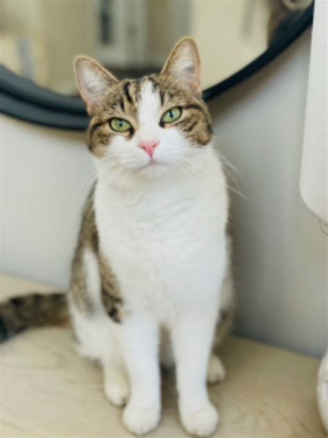 Simon Kitty Connection