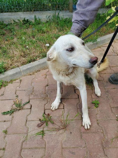 Zak Ex Zaychik Mâle De Taille Moyenne Né Environ En Mars 2020 Adopté Par Isabelle 68