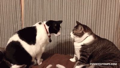 Funny S Cat 