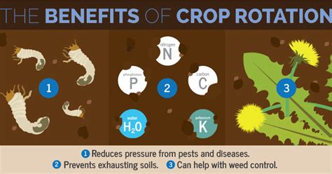 Crop Rotation Benefits In Pests Control