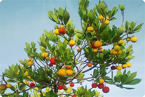 Strawberry Tree Arbutus Unedo Evergreen Fruit Smoke For Garden And Pot