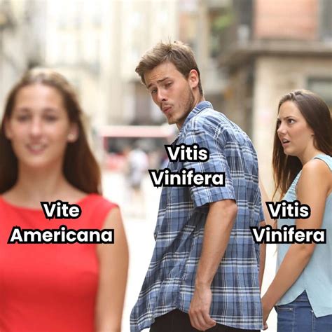 Tutto Sui Vitigni Ibridi Become Somm