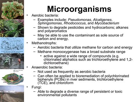 Bioremediation2 Ppt