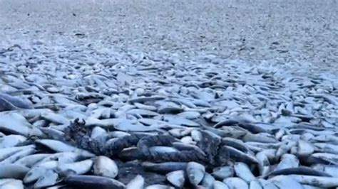 日本海港再现大量沙丁鱼尸体：已捞出149吨，腐烂尸体堆积覆盖水面 凤凰网视频 凤凰网