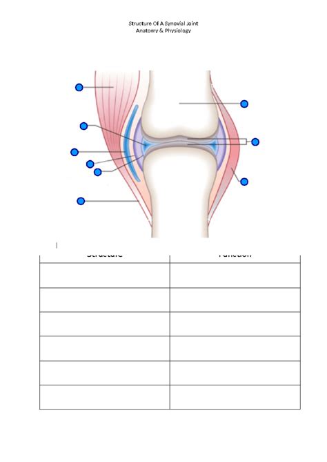 Structure And Function Of Synovial Joints Structure Of A Synovial Joint Anatomy And Physiology