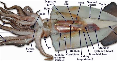 Dissecting Squids Rekafetish