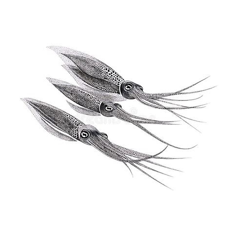 Three Stylized Squids Swimming In Formation Detailed Illustration Stock