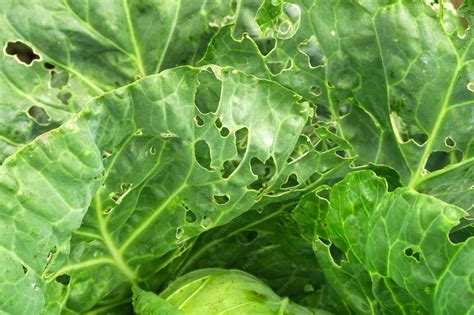 Premium Photo Cabbage Leaves Spoiled By Insects Cabbage Cultivation