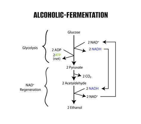 Types Of Fermentation Definition Process Examples Advantages