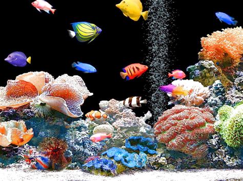 배경 화면 1600x1200 픽셀 물고기 자연 대양 바다 생활 수중 1600x1200 Wallup