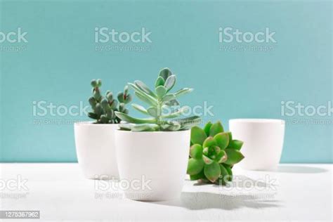 흰색 냄비와 파란색 배경에 야자 수 잎의 그늘에 다양한 선인장과 즙이 많은 식물의 컬렉션 0명에 대한 스톡 사진 및 기타 이미지 0명 가정의 방 개념 Istock