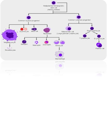 Hematology And Anemia Flashcards Quizlet