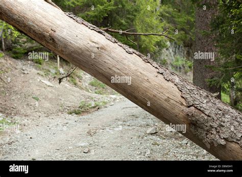 Fallen Tree Trunk Blocking Path Stock Photo Alamy