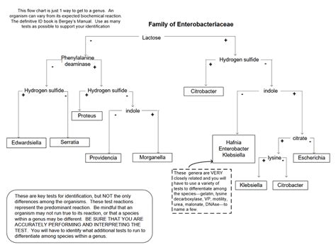 Bacteria Identification Flow Chart