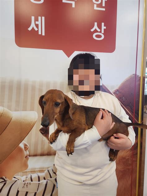 빅토리아 보호소 닥스훈트 초코 입양완료 가정강아지분양 강아지입양 보더콜리 골든리트리버 사모예드 시바견 고양이분양가 시츄 빅토리아펫보호소 입양완료