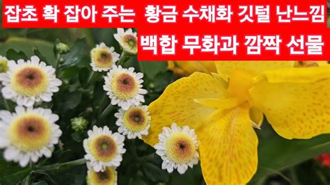 단추국화 폼폰국화 화이트뮬리 황금사초 팜파스그라스 야생화꽃모종 Youtube