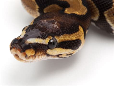 Ball Python Head
