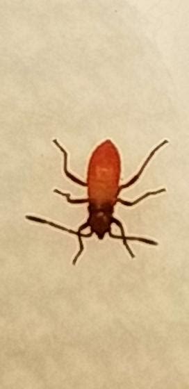 Babe Red Bug BugGuide Net