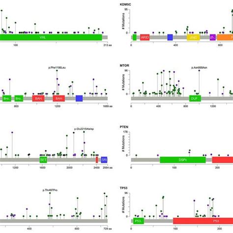 Mutation Diagram Of Each Gene With All Somatic Mutations Shown Green Download Scientific