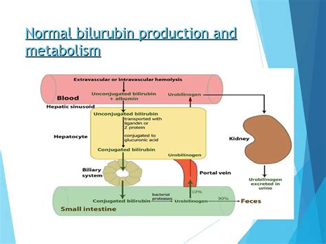 Bilirubin Meabolism And Jaundice And Liver Failure Ppt