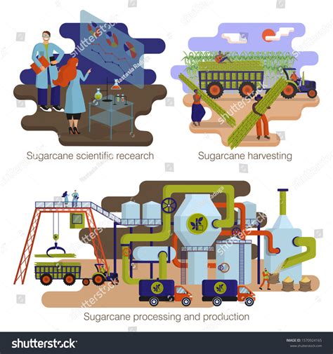 Sugar Cane Manufacturing Process Production Stages Stock Vector Royalty Free