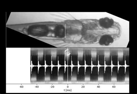 မြန်မာတွင်တွေ့သည့် ငါးမျိုးစိတ်သစ် အရွယ်နှင့်ယှဉ်လျှင် အသံအကျယ်ဆုံးဖြစ်ကြောင်း ဂျာမန်သိပ္ပံပညာရ
